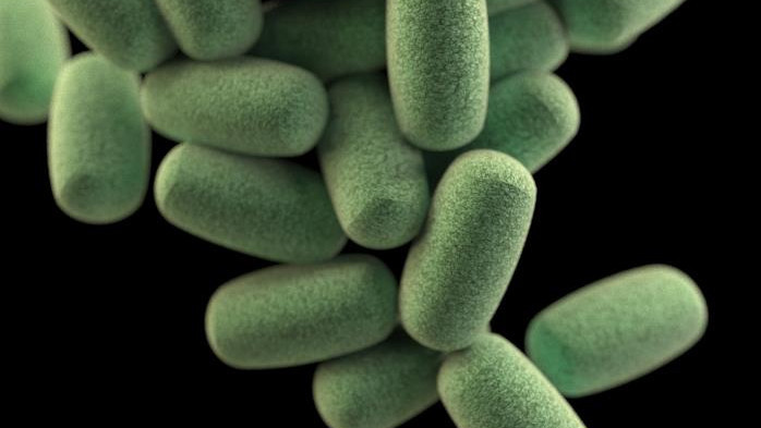 Zinplava: Antikörper gegen Clostridium | APOTHEKE ADHOC