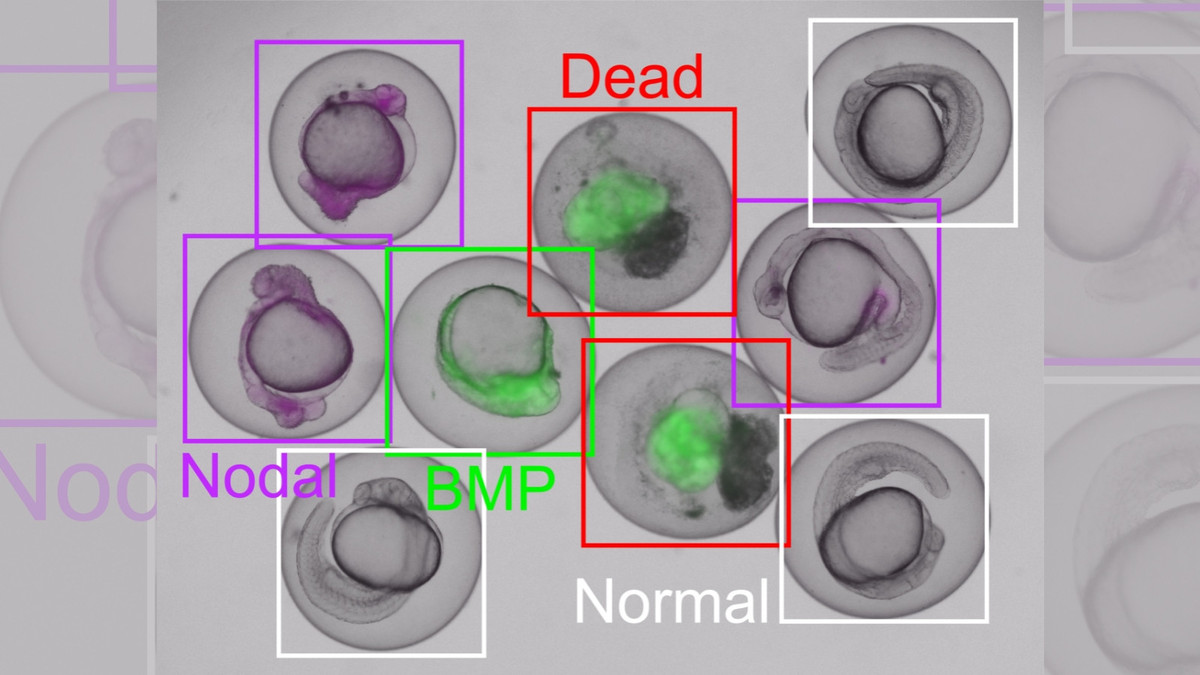 150.000 Euro Fördergeld: KI statt Tierversuche | APOTHEKE ADHOC