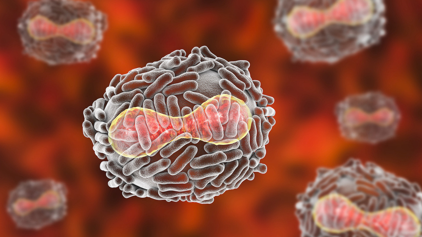 Im Vergleich: Pocken, Affenpocken, Windpocken, Kuhpocken | APOTHEKE ADHOC