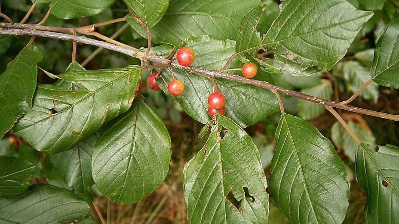 Faulbaumrinde: Natürliches Abführmittel mit Risiken | APOTHEKE ADHOC
