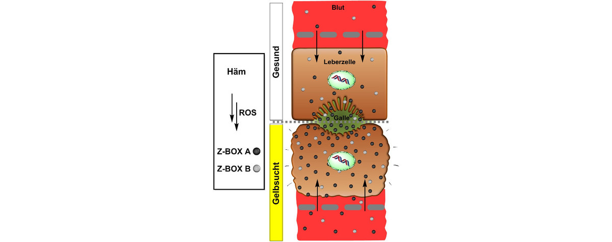 Gelbsucht: Neue Häm-Metabolite entdeckt | APOTHEKE ADHOC