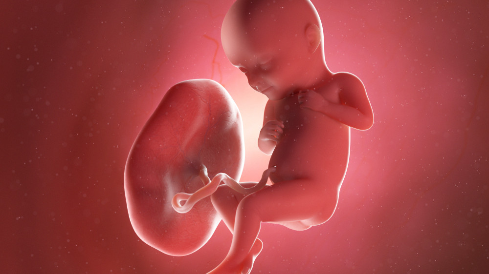 Plazenta: Versorgungszentrum für das Kind | APOTHEKE ADHOC