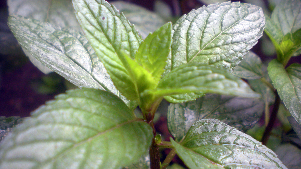 Buscomint: Pflanzlich gegen Reizdarm | APOTHEKE ADHOC