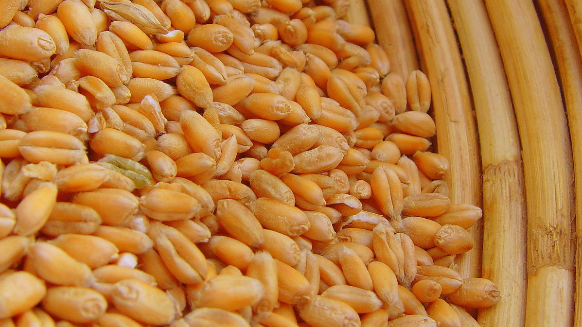 Weizenkeime: Essen statt vergessen | APOTHEKE ADHOC