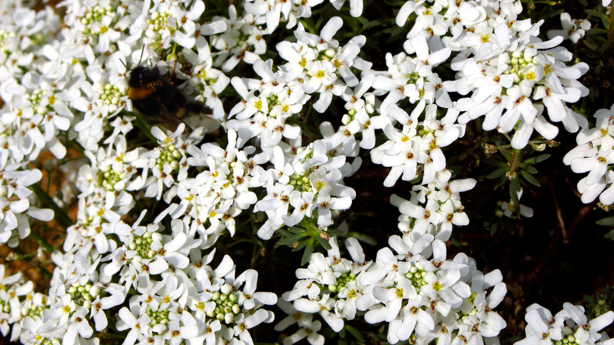 Iberis amara: Die bittere Schleifenblume | APOTHEKE ADHOC