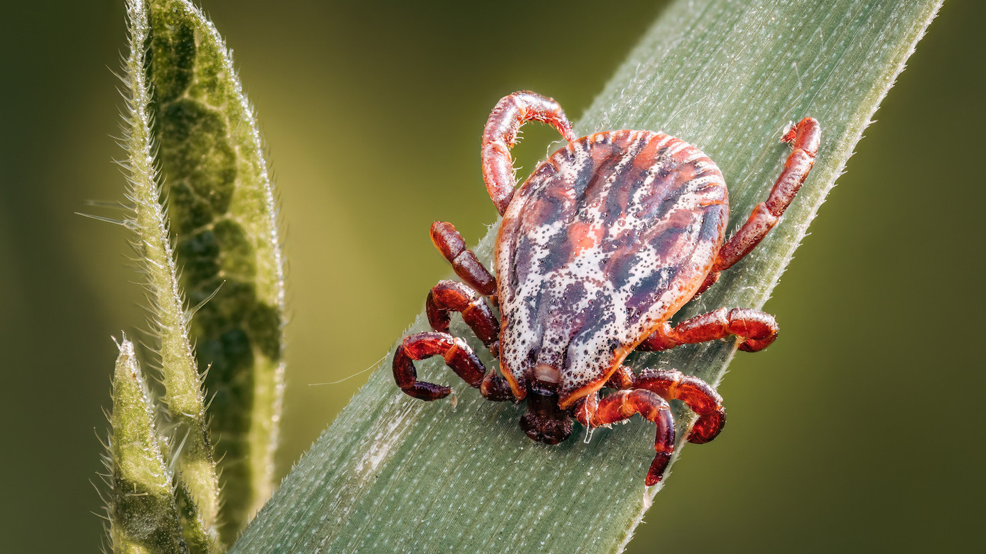 Exotische Zeckenarten: Verbreitung auch in Hessen | APOTHEKE ADHOC