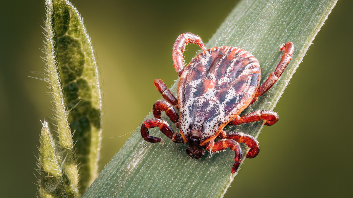 Experte warnt: Zecken schon unterwegs | APOTHEKE ADHOC