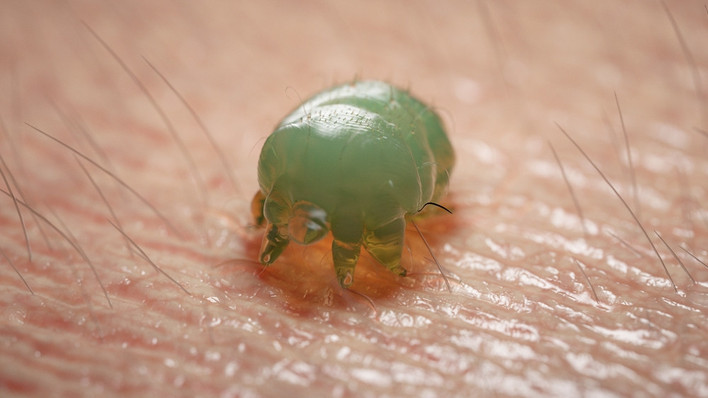 Ivermectin: Biomo bringt 6er-Pack | APOTHEKE ADHOC