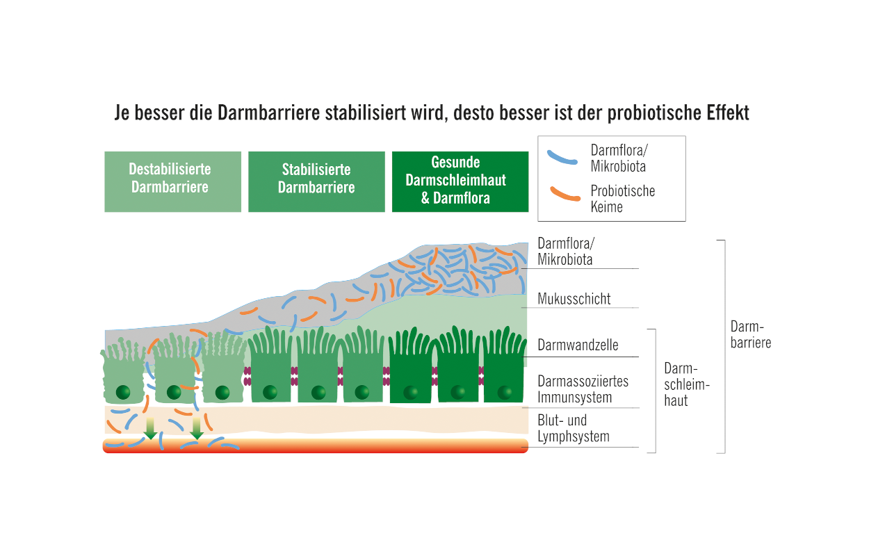 Persistierende Diarrhoe, Flatulenz, Spasmen: Stabilität & Permeab ...